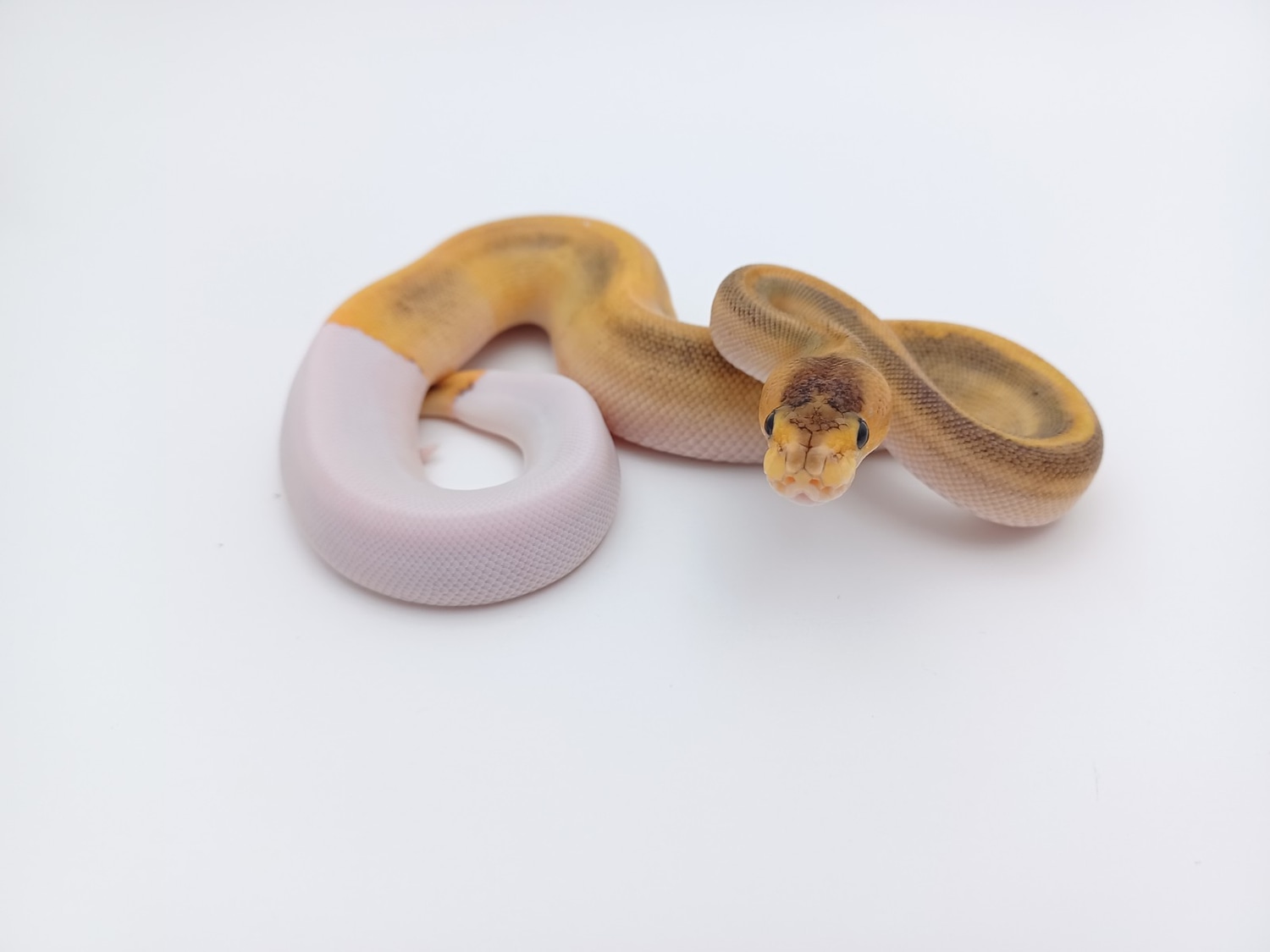 Champagne Het Piebald Ball Python by The Ball Room Canada - MorphMarket