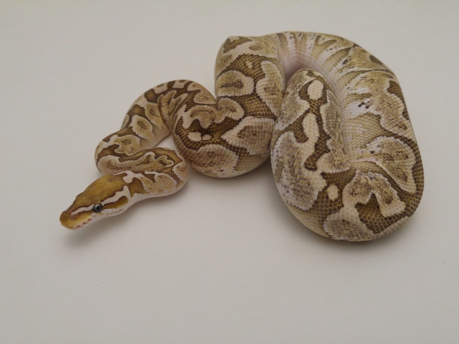Bamboo Pastel Spotnose (RTB) Ball Python by The Ball Room Canada ...