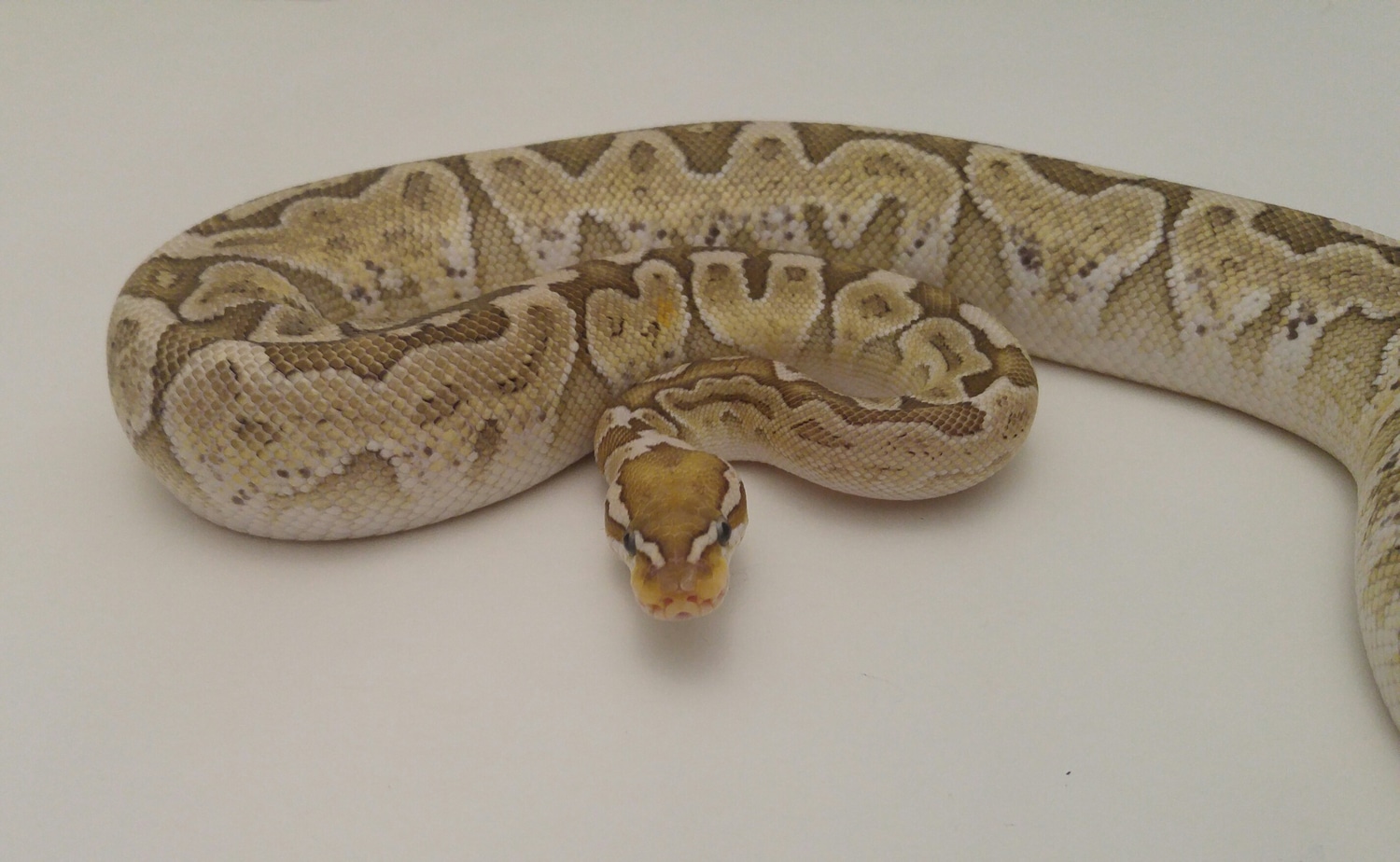 Bamboo Pastel Spotnose (RTB) Ball Python by The Ball Room Canada ...