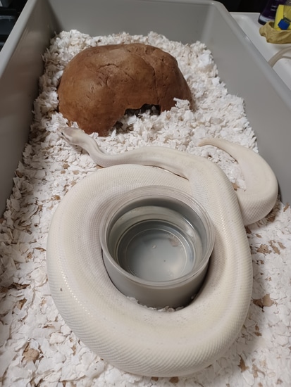 Super Mojave - Female RTB Ball Python by The Ball Room Canada