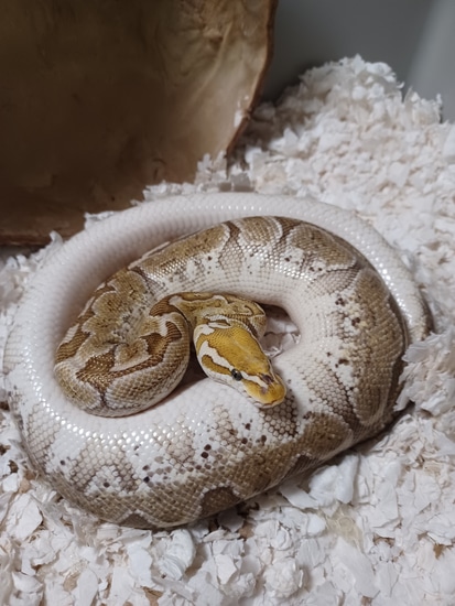 Bamboo Pastel - Female RTB Ball Python by The Ball Room Canada