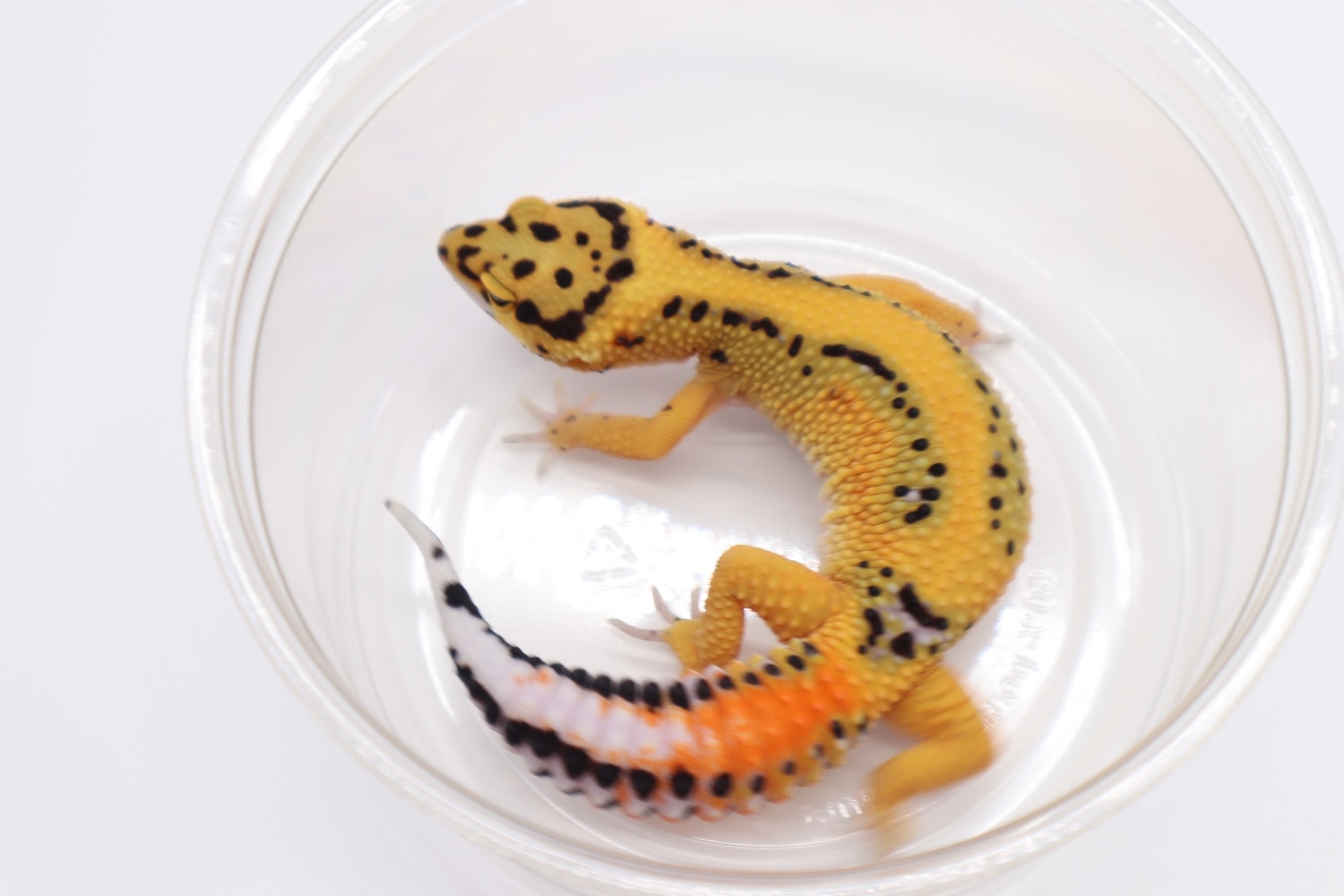 Firebold TSF Leopard Gecko by Tsunami Exotics - MorphMarket