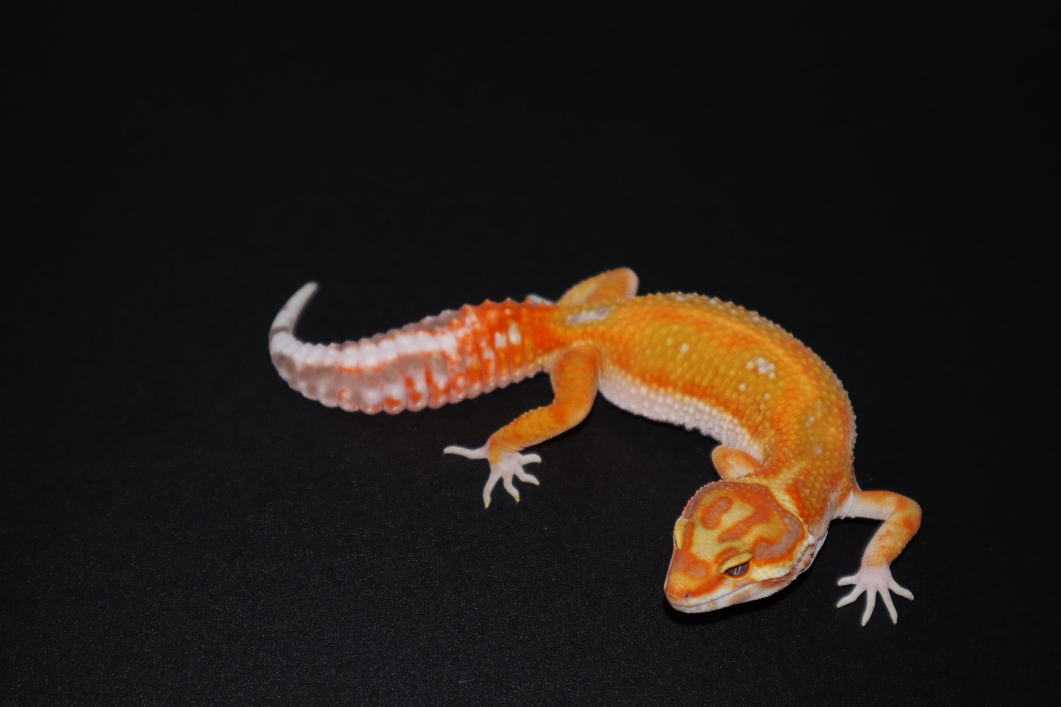 Red Diamond Tsf Leopard Gecko by Tsunami Exotics - MorphMarket