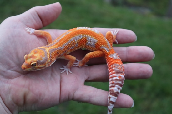 Red Diamond Leopard Gecko by Tsunami Exotics
