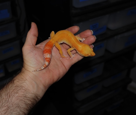 Blood Bell Sunglow Leopard Gecko by Tsunami Exotics