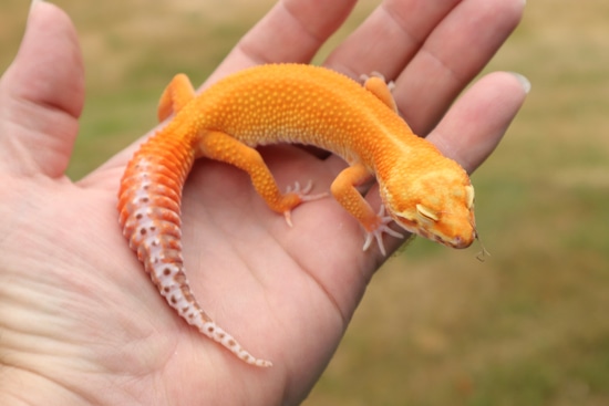 Blood Bell Sunglow Leopard Gecko by Tsunami Exotics