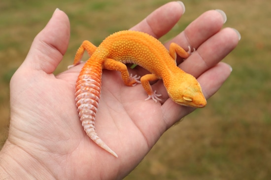 Blood Bell Sunglow Leopard Gecko by Tsunami Exotics