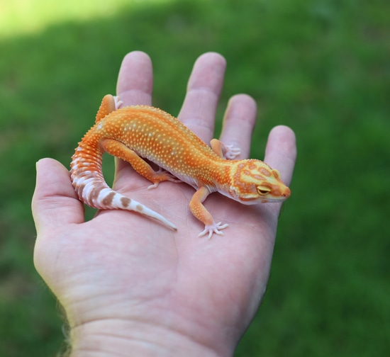 Red Diamond Leopard Gecko by Tsunami Exotics