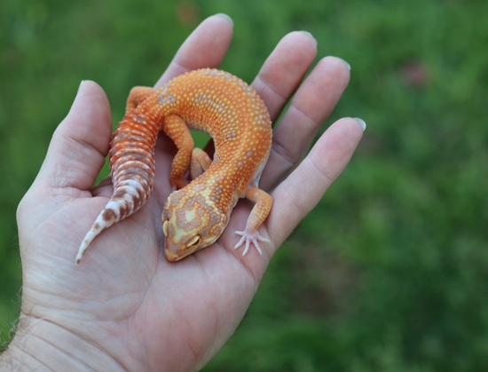 Red Diamond Leopard Gecko by Tsunami Exotics