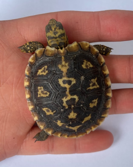 Baby Pancake Tortoise by Blue Dandelion Reptiles