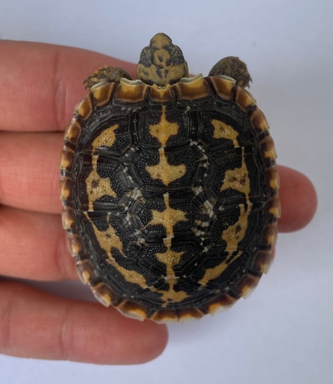 Baby Pancake Tortoise by Blue Dandelion Reptiles