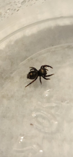 Bold Jumping Spider Sling by WebPuppies