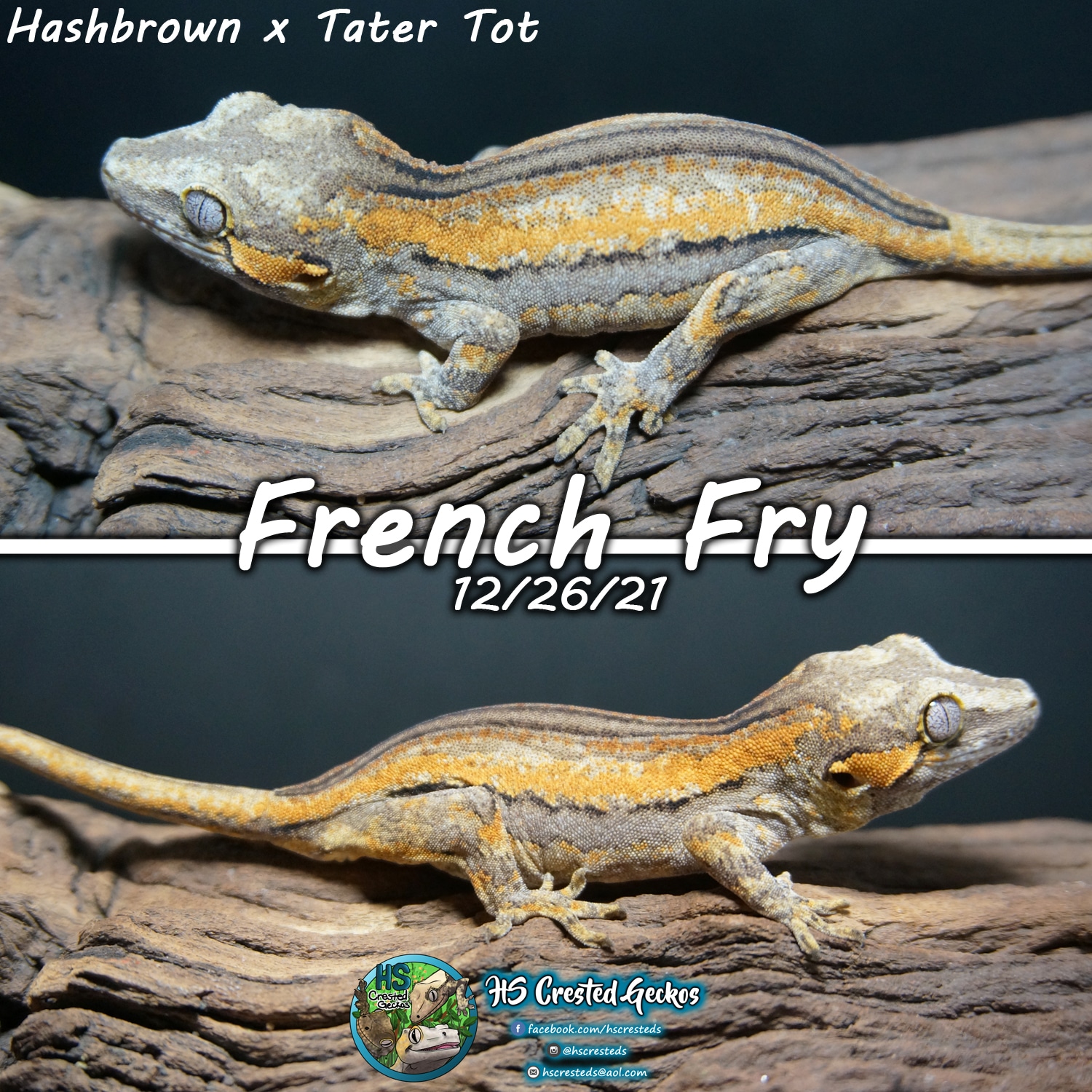 "French Fry" - Hashbrown X Tater Tot Gargoyle Gecko by HS Crested ...
