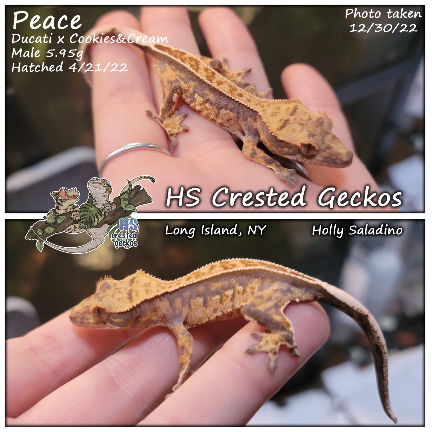 "Peace" - Ducati X Cookies & Cream Crested Gecko by HS Crested Geckos ...