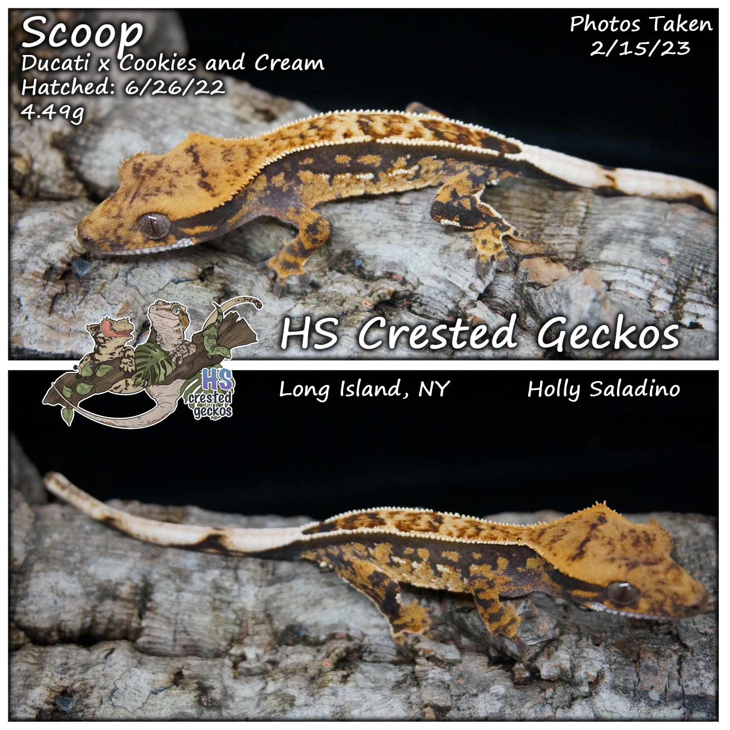 "Scoop" - Ducati X Cookies & Cream Crested Gecko by HS Crested Geckos ...