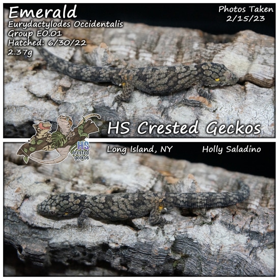 "Emerald" - Eurydactylodes Occidentalis - Malachite X Peridot Chameleon ...