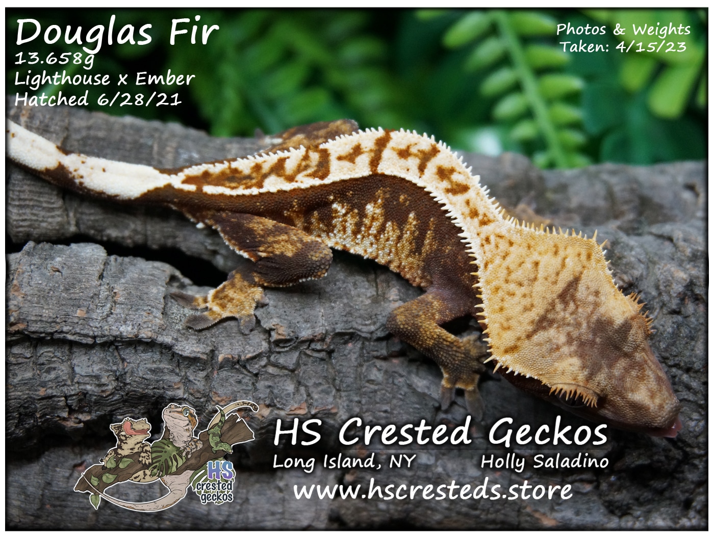 "Douglas Fir" - Lighthouse X Ember - HSCG Crested Gecko by HS Crested ...