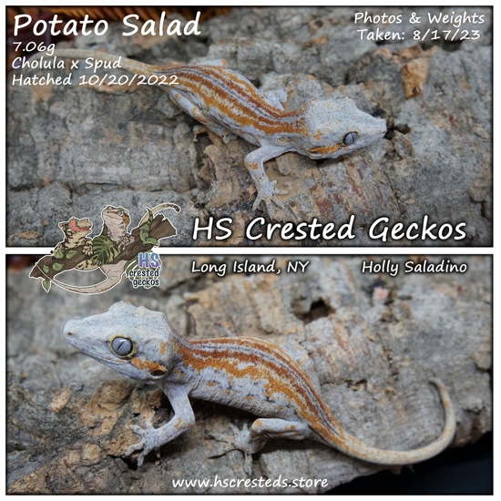 Potato Salad - Cholula X Spud Gargoyle Gecko by HS Crested Geckos LLC