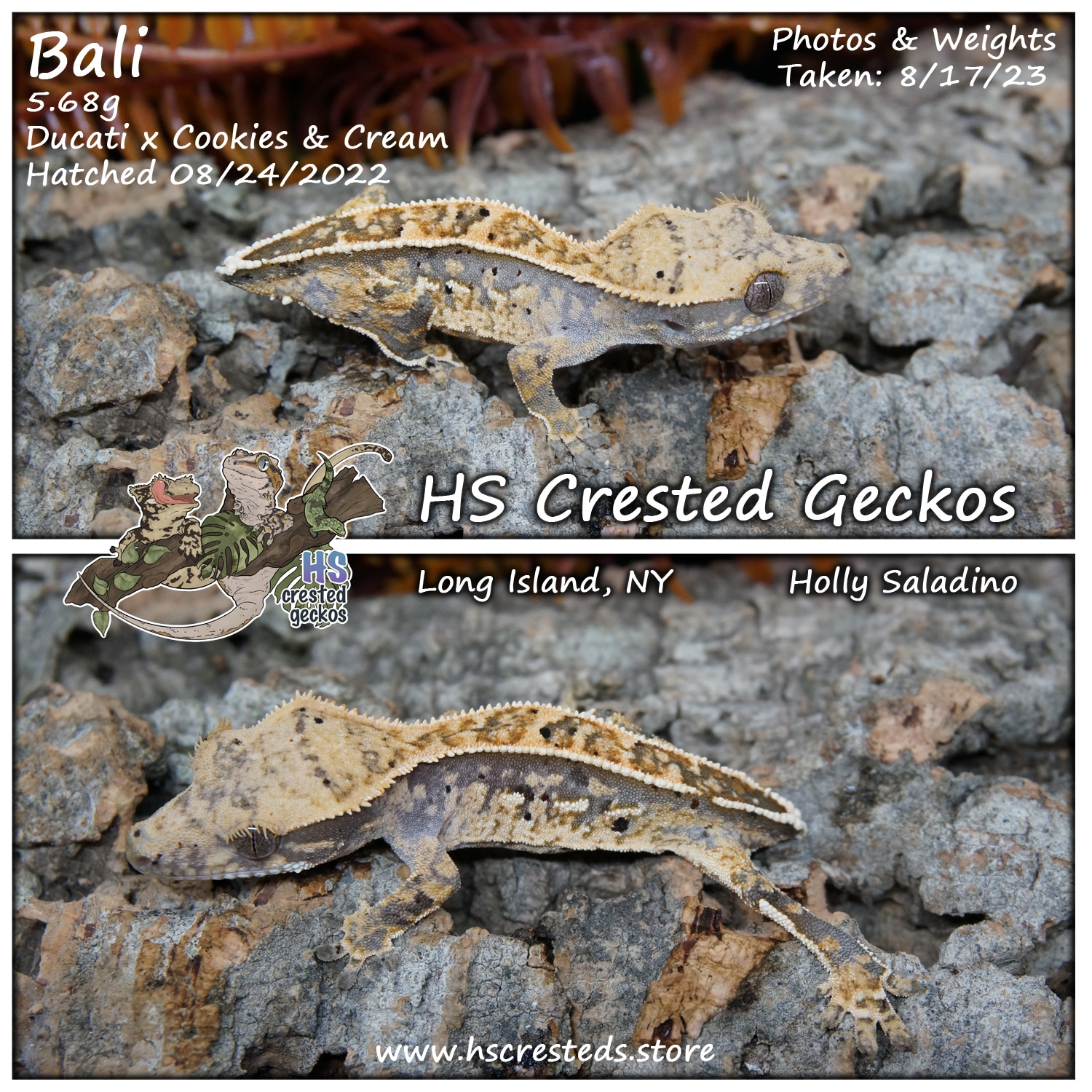 Bali - Ducati X Cookies & Cream Crested Gecko by HS Crested Geckos LLC ...