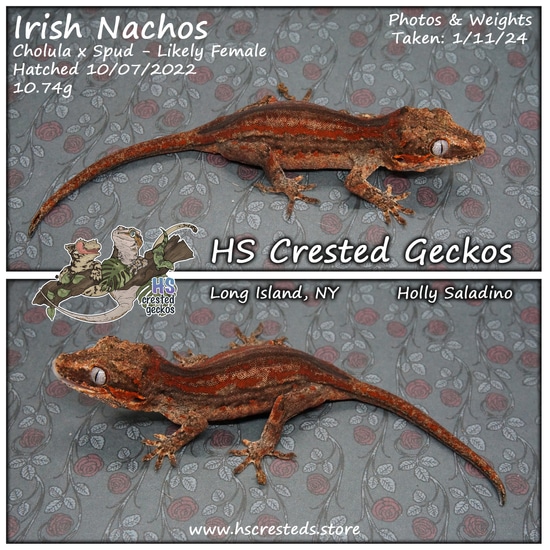 "Irish Nachos" - Cholula X Spud Gargoyle Gecko by HS Crested Geckos LLC
