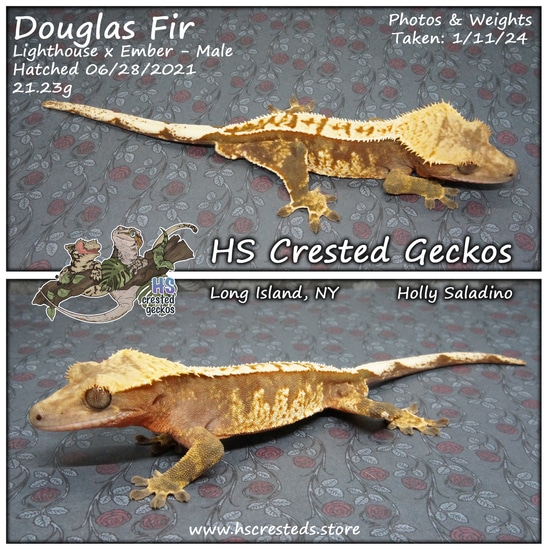 "Douglas Fir" - Lighthouse X Ember - HSCG Crested Gecko by HS Crested ...