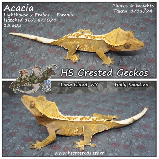 "Acacia" - Lighthouse X Ember Crested Gecko by HS Crested Geckos LLC