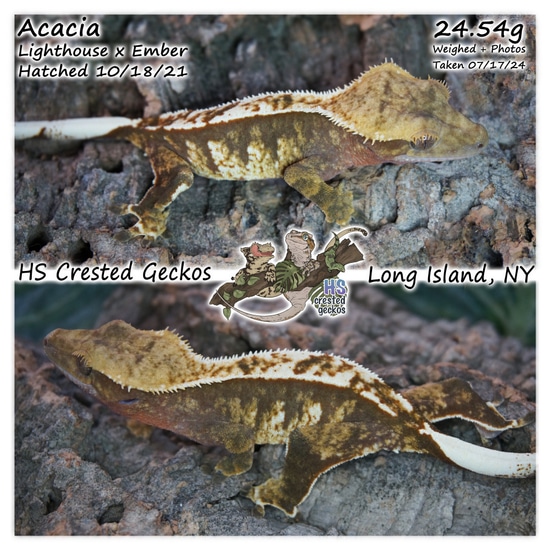 "Acacia" - Lighthouse X Ember Crested Gecko by HS Crested Geckos LLC