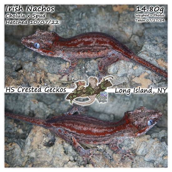 "Irish Nachos" - Cholula X Spud Gargoyle Gecko by HS Crested Geckos LLC