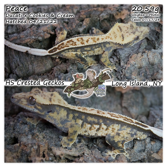 "Peace" - Ducati X Cookies & Cream Crested Gecko by HS Crested Geckos LLC