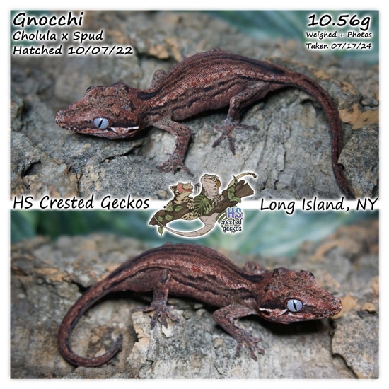 Gnocchi - Cholula X Spud Gargoyle Gecko by HS Crested Geckos LLC