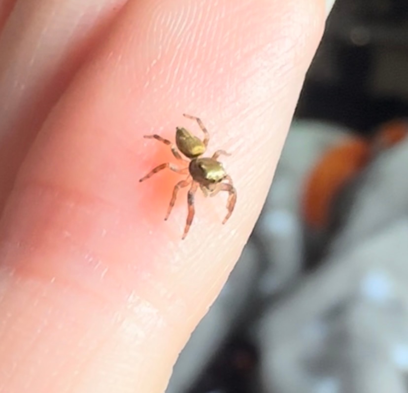 Female Sassacus Vitis (Metallic Gold Jumper) Jumping Spider by Spoody ...