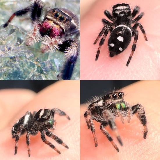 White Phase Regal Jumping Spider by Spoody Haven