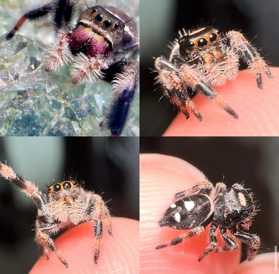 White Phase Regal Female Jumping Spider by Spoody Haven