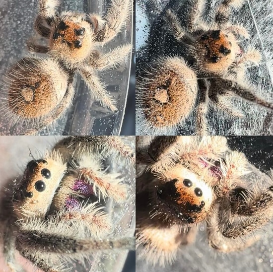 “Tangerine” Orange Phase Regal Jumping Spider by Spoody Haven