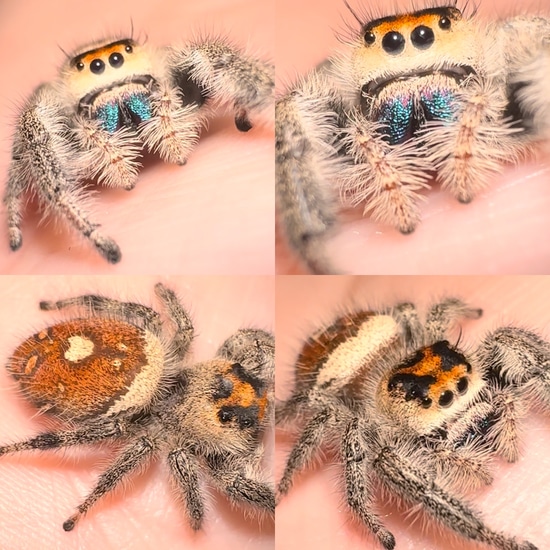 Orange Phase Regal Jumping Spider by Spoody Haven
