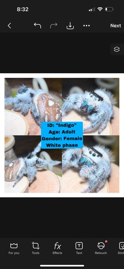 White Phase Regal Jumping Spider by Spoody Haven