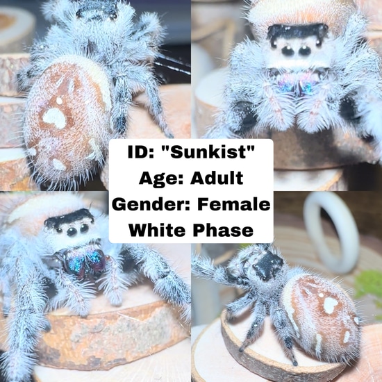 White Phase Regal Jumping Spider by Spoody Haven