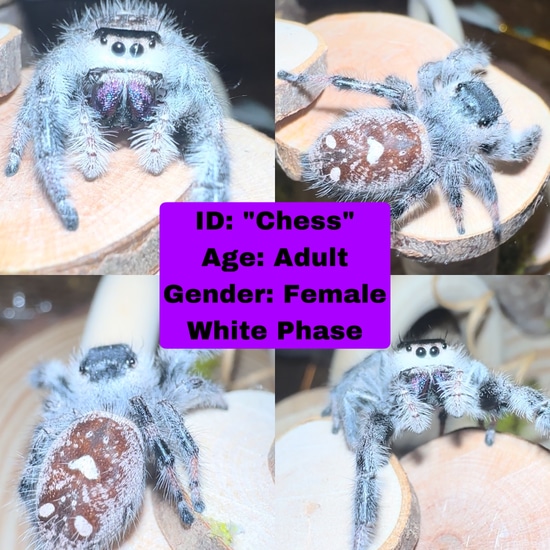 White Phase Regal Jumping Spider by Spoody Haven