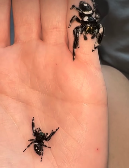 Goliath Regal Male Jumping Spider by Spoody Haven