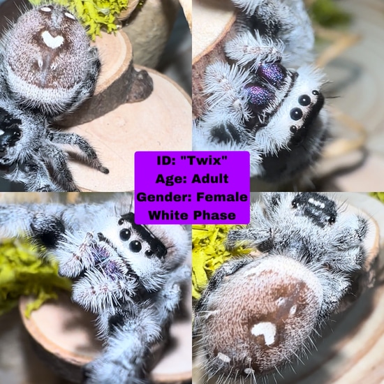 White Phase Regal Jumping Spider by Spoody Haven