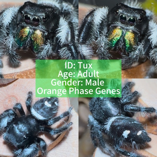 Orange Phase Regal Jumping Spider by Spoody Haven