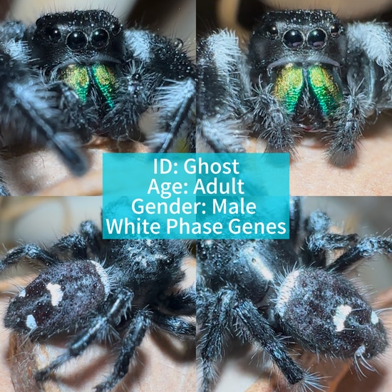 White Phase Regal Jumping Spider by Spoody Haven
