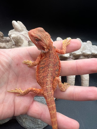 Hypo Trans 1/4 Red Monster Central Bearded Dragon by Space City Dragons