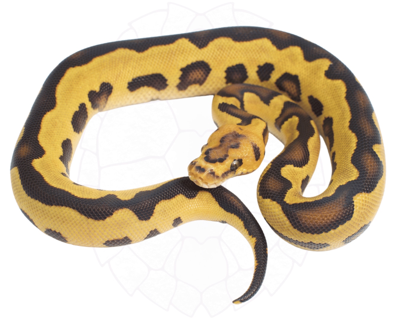 Leopard Fire Clown Ball Python by Modern Reptile Shop - MorphMarket