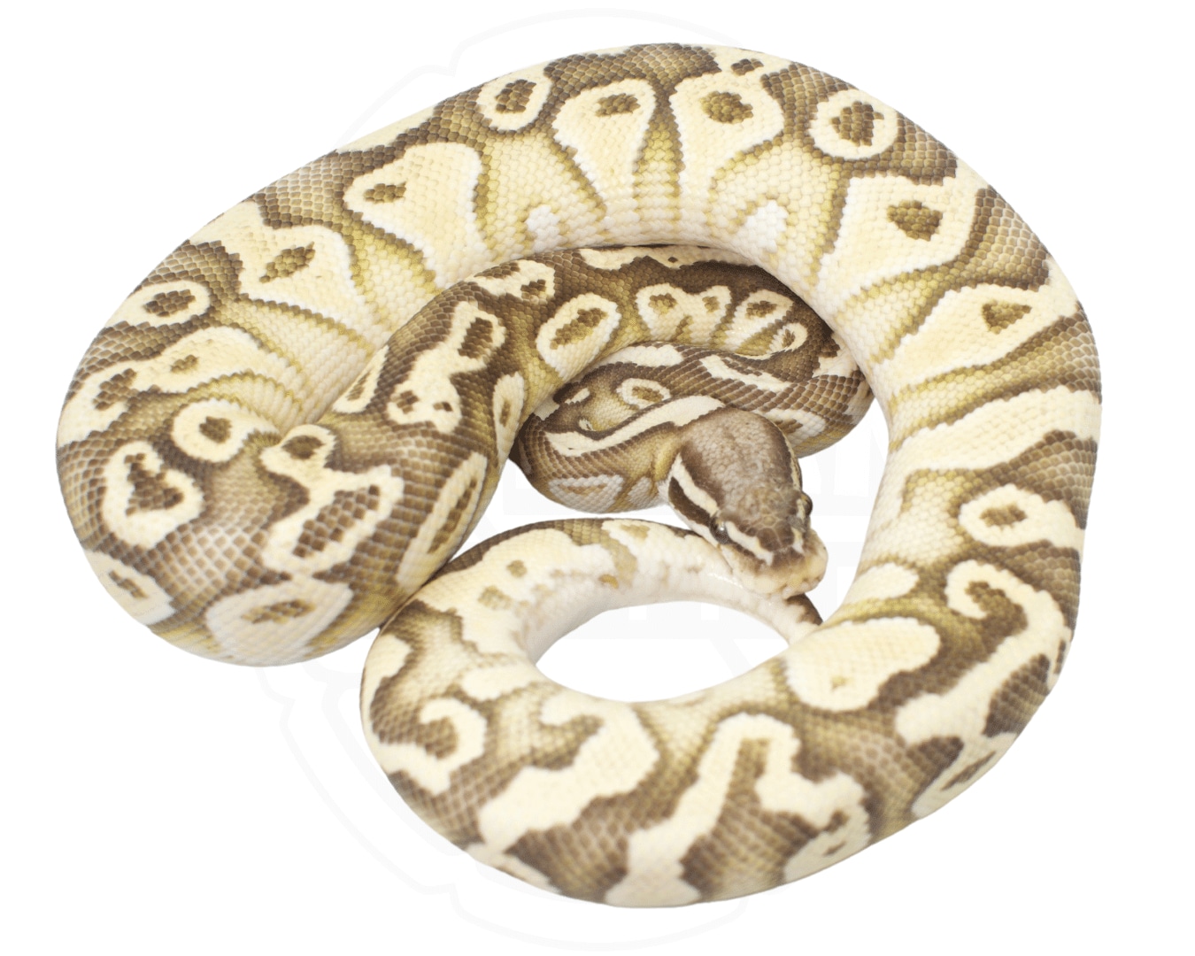 Pastel Lesser Vanilla Yellowbelly Pos Het Paint Ball Python by Modern ...