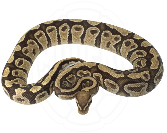 Fire Het Clown Ball Python by Modern Reptile Shop