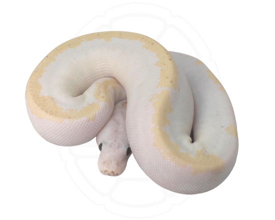 Super Fire “Black Eyed Lucy” Ball Python by Modern Reptile Shop