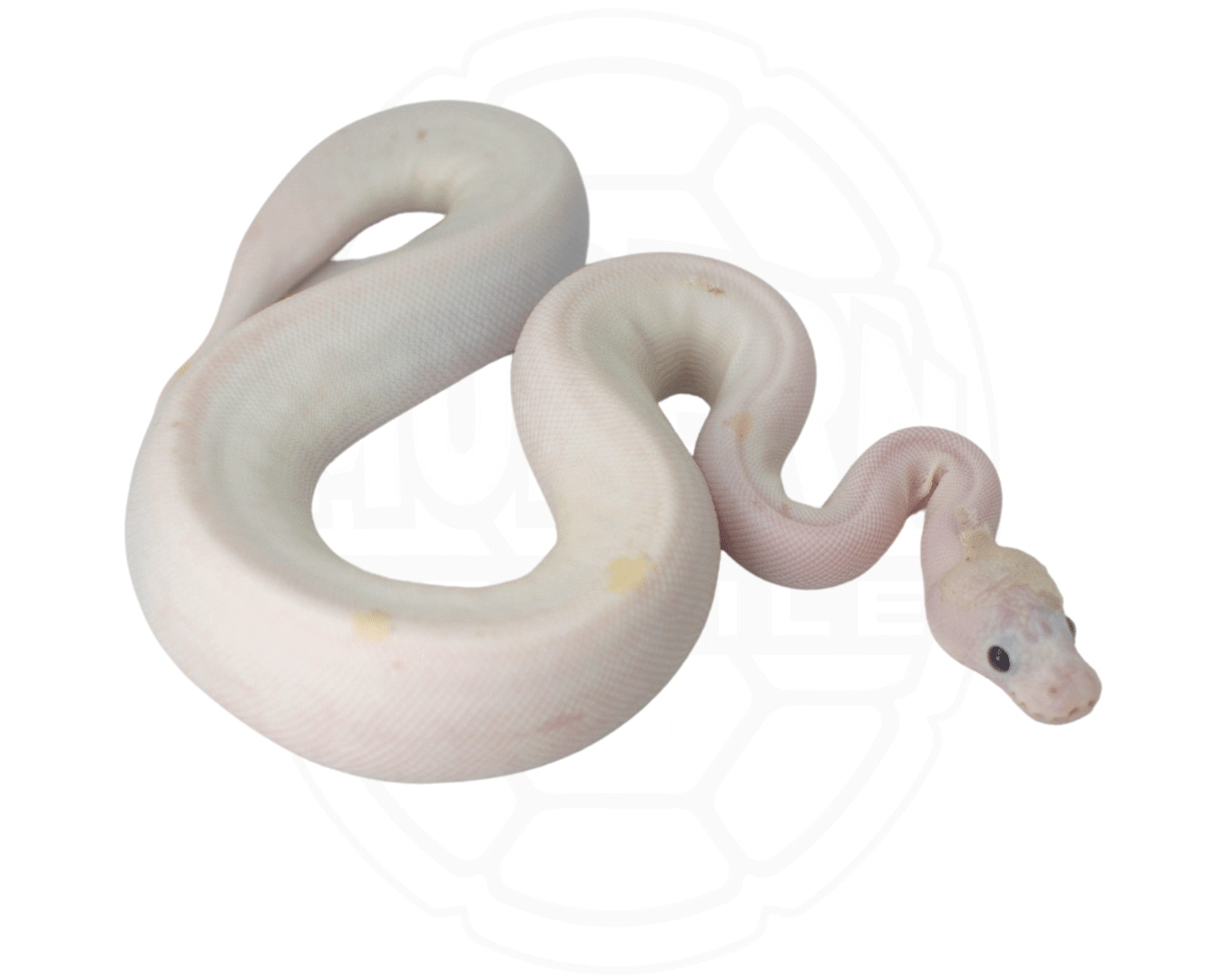 Super Fire “Black Eyed Lucy” Ball Python by Modern Reptile Shop ...