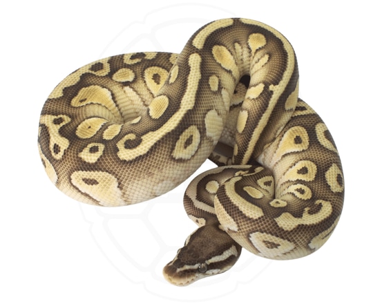 Pastel Lesser Dinker Ball Python by Modern Reptile Shop