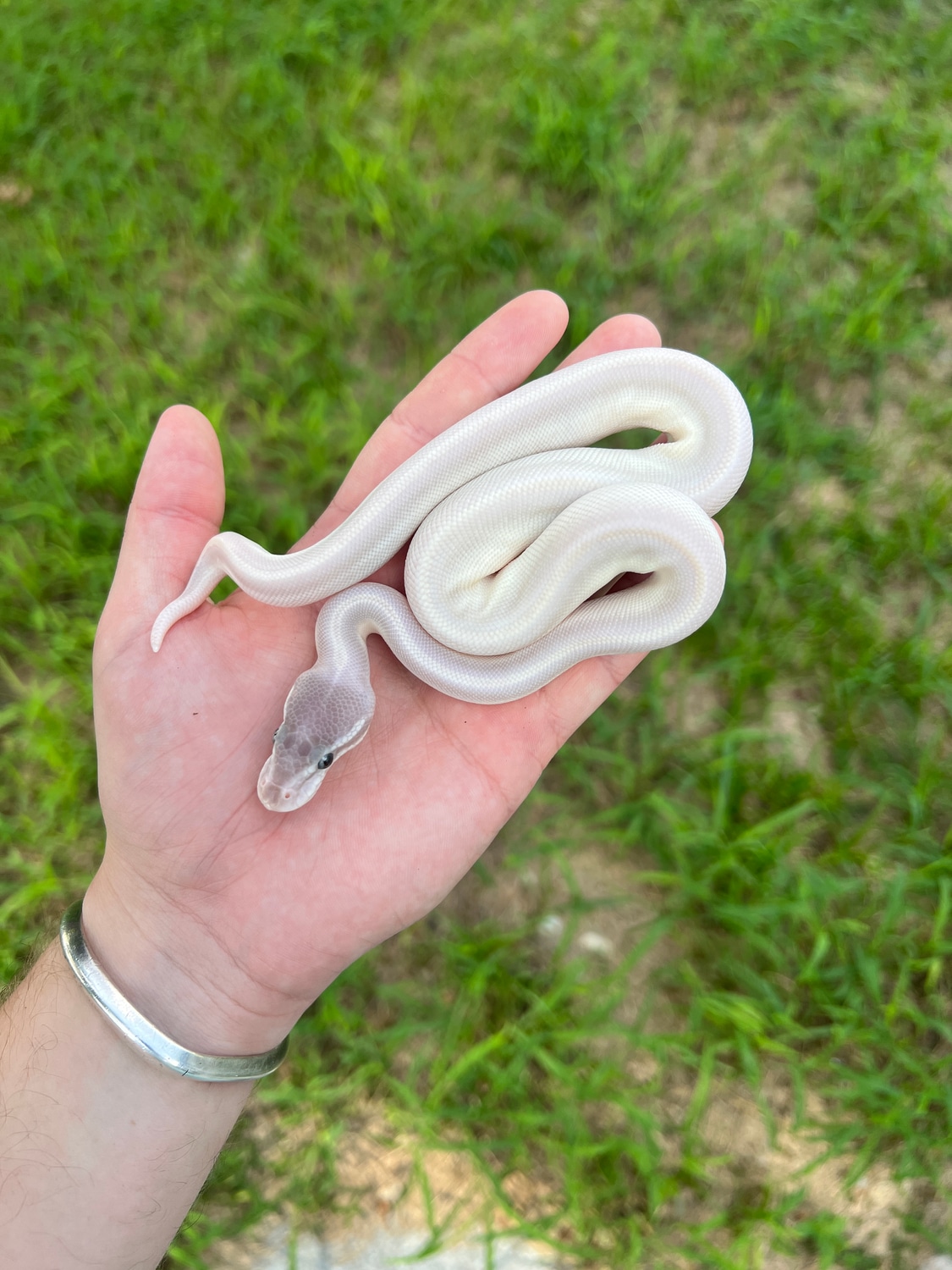 Blue Eyed Lucy Ball Python by Modern Reptile Shop - MorphMarket